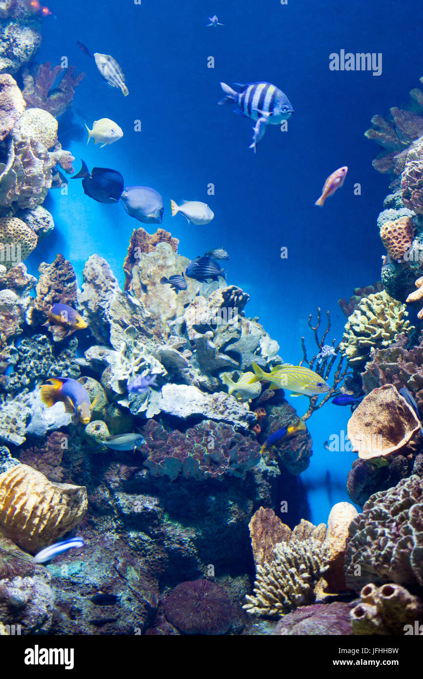 Many various fish Stock Photo - Alamy