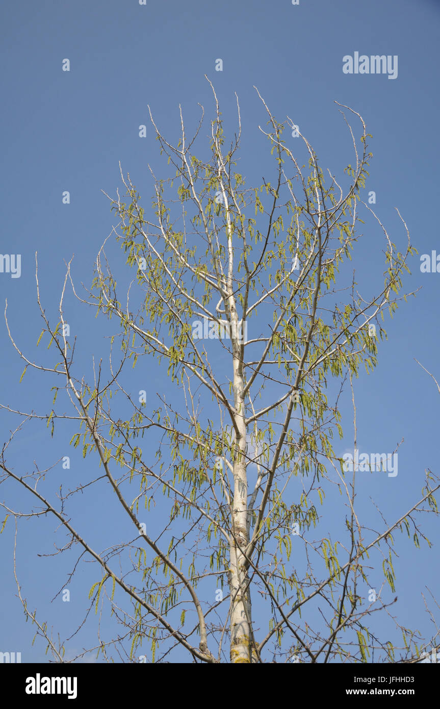 Populus tremula, Aspen, Samen, Seeds Stock Photo - Alamy