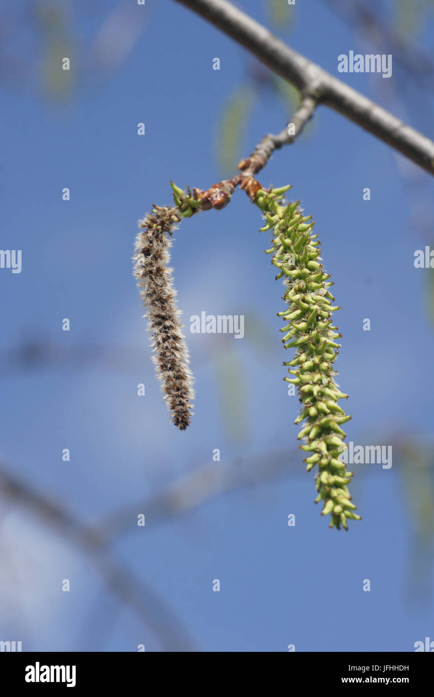 Populus tremula, Aspen, Flower and Seeds Stock Photo - Alamy