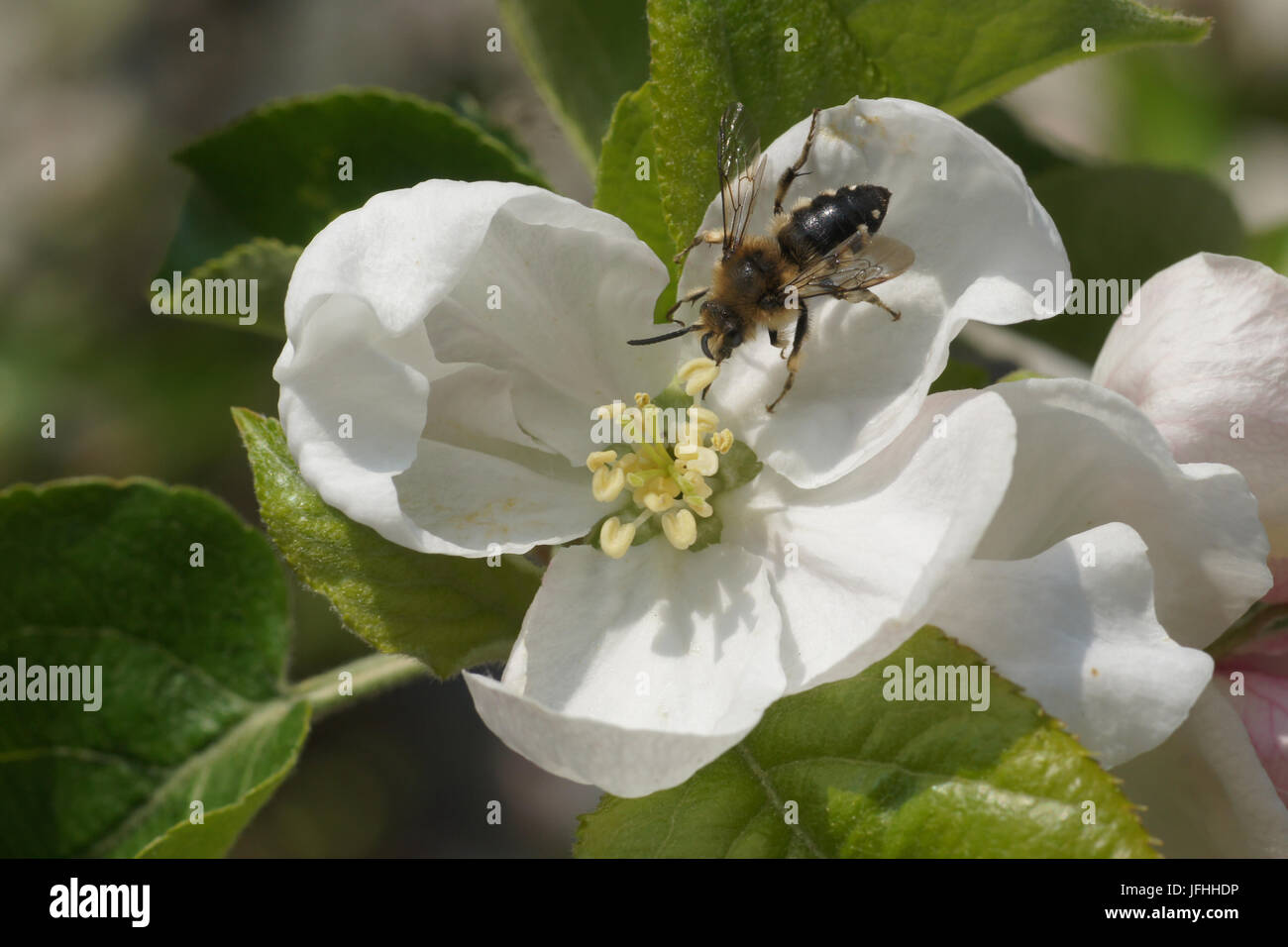 Malus domestica, Apple, Wild Bee Stock Photo - Alamy
