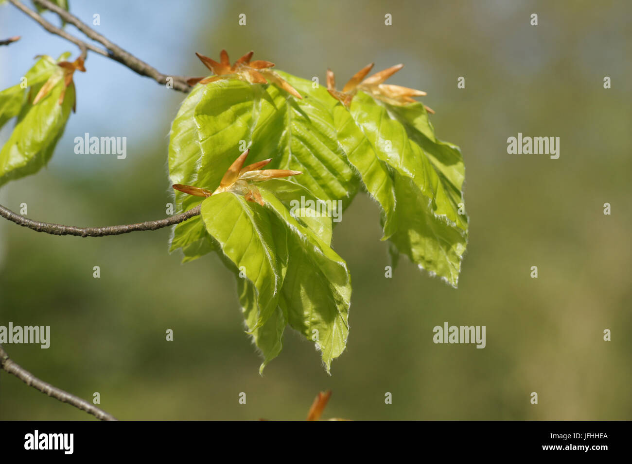 Fagus sylvatica, Beech, fresh leaves Stock Photo - Alamy