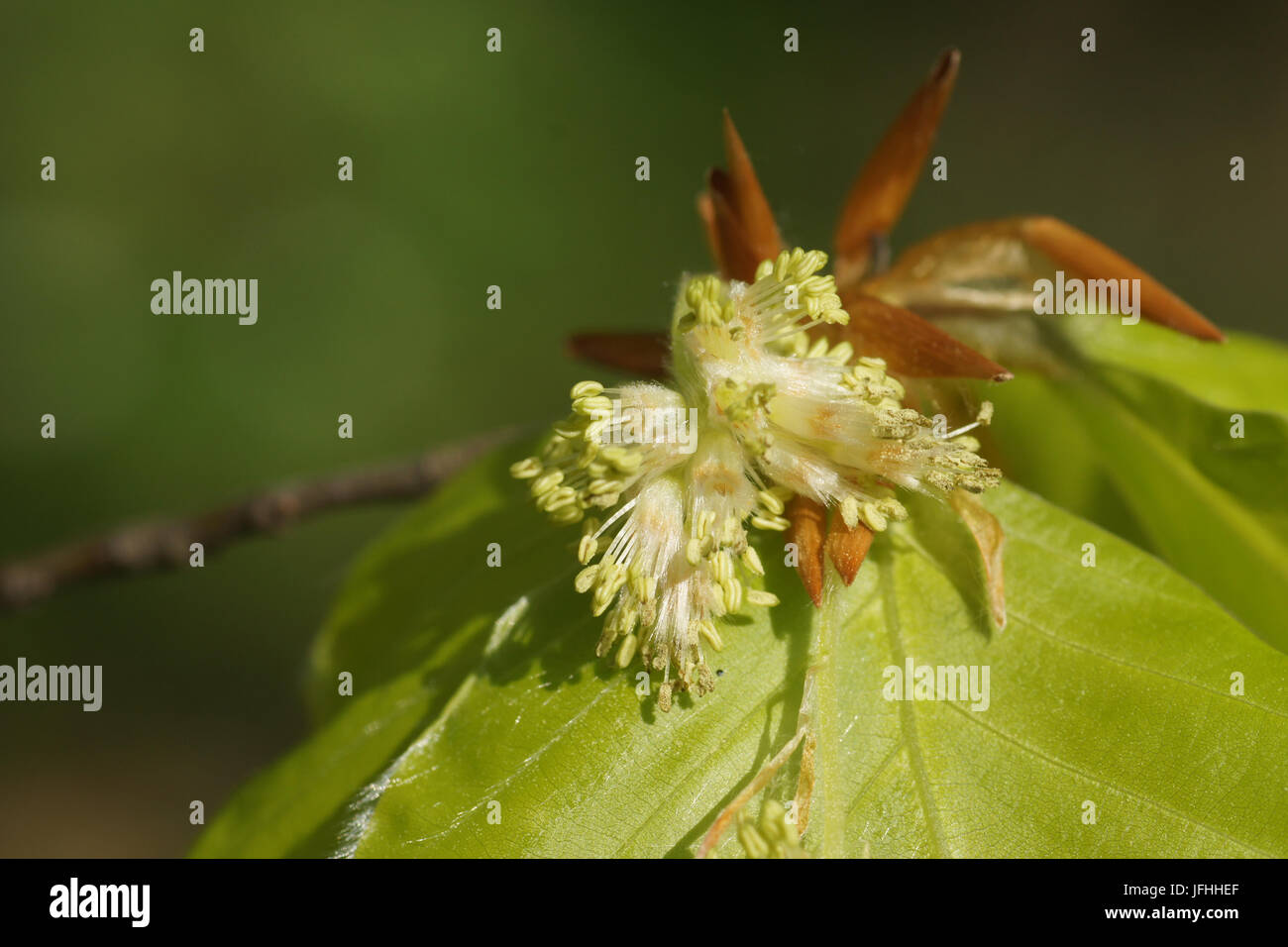 Fagus sylvatica, Beech, fresh leaves, flowers Stock Photo - Alamy