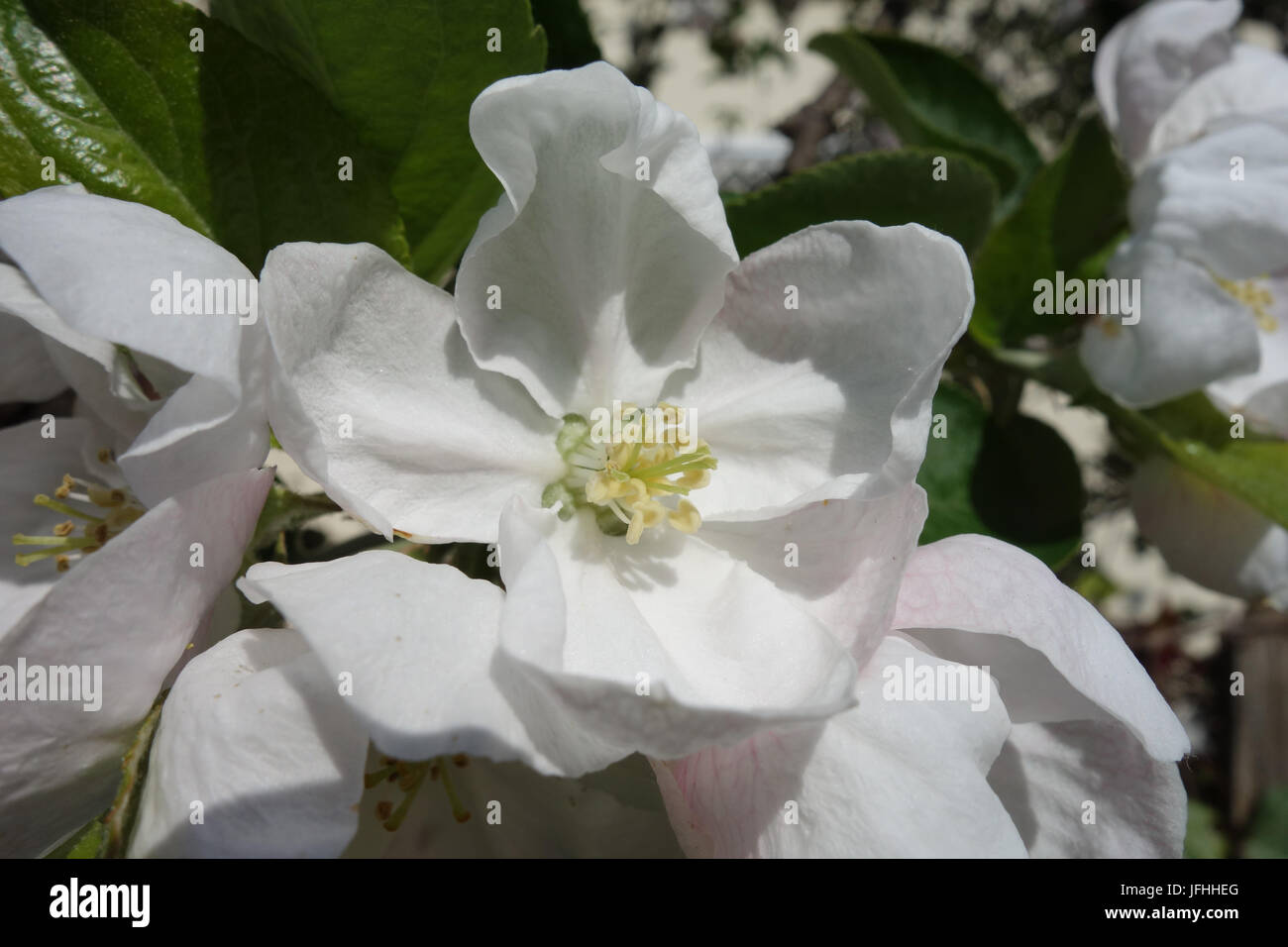 Stamen apples hi-res stock photography and images - Alamy