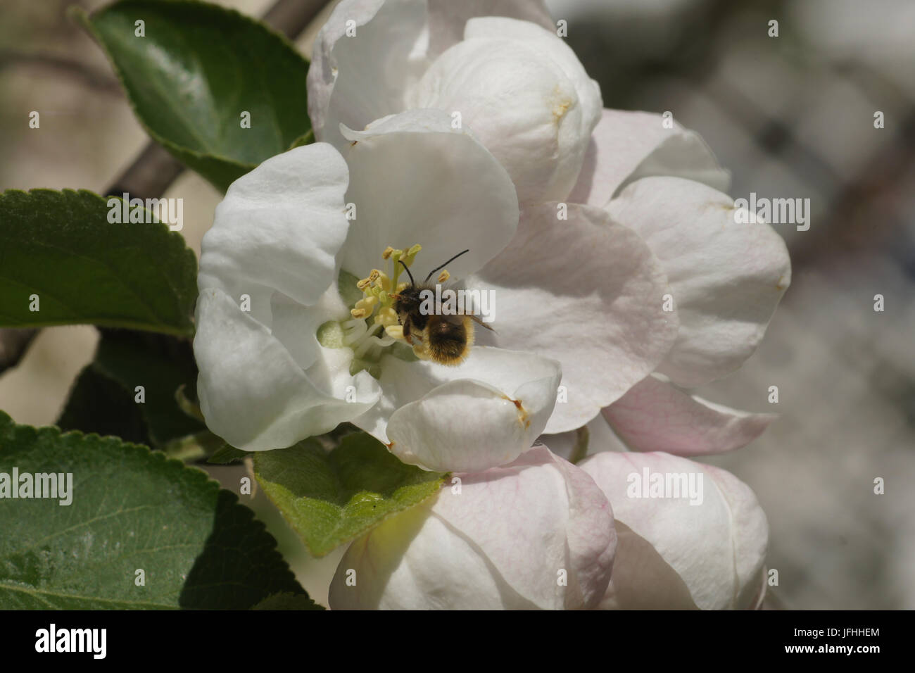 Malus domestica, Apple, with wild bee Stock Photo - Alamy