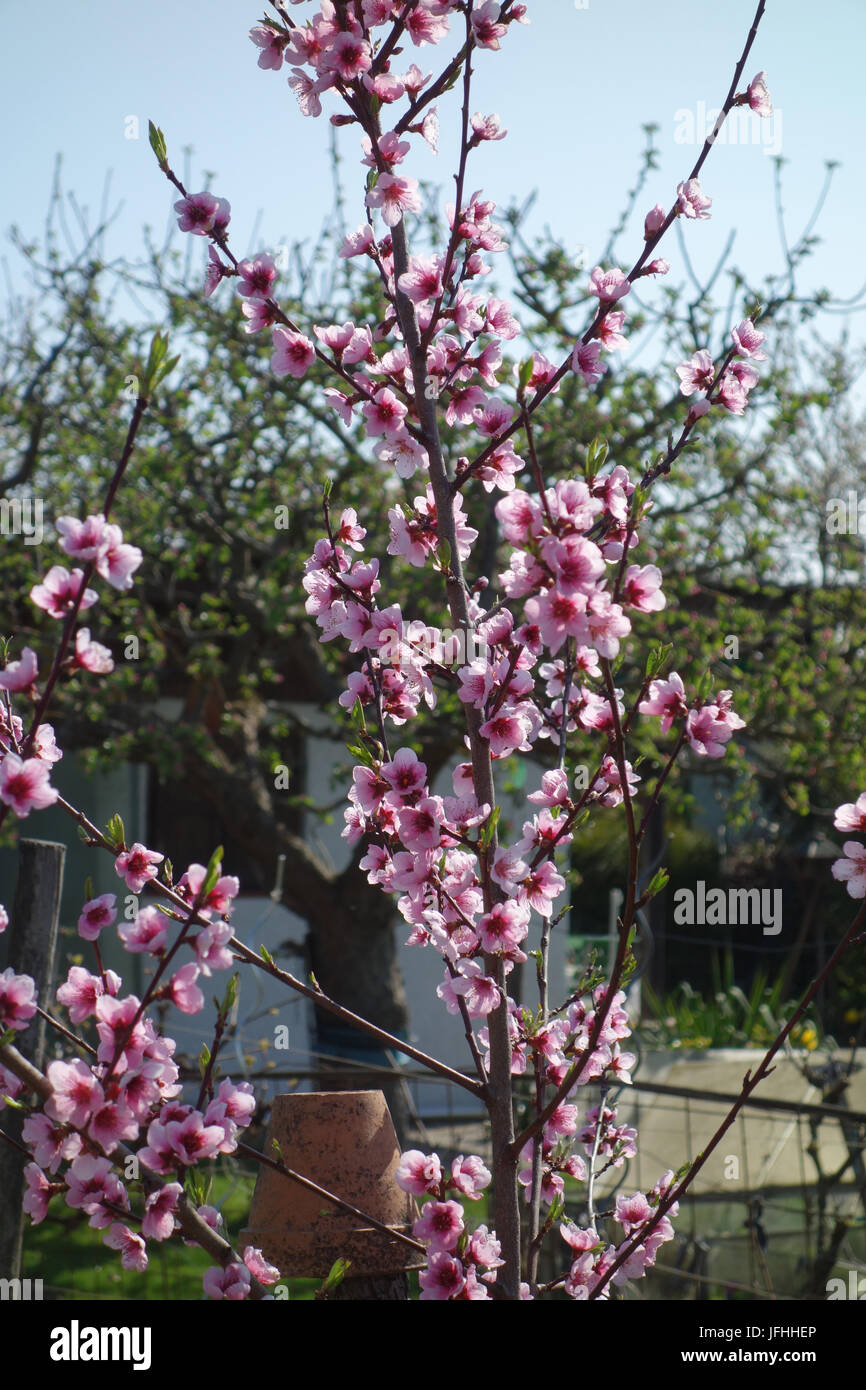 Prunus persica, Peach Stock Photo - Alamy