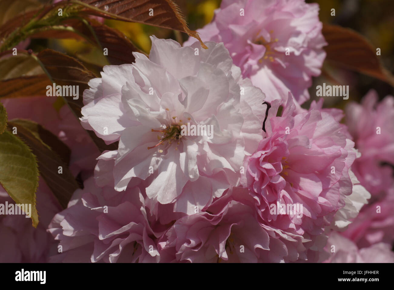Prunus serrulata Kanzan, Flowering Cherry Stock Photo - Alamy