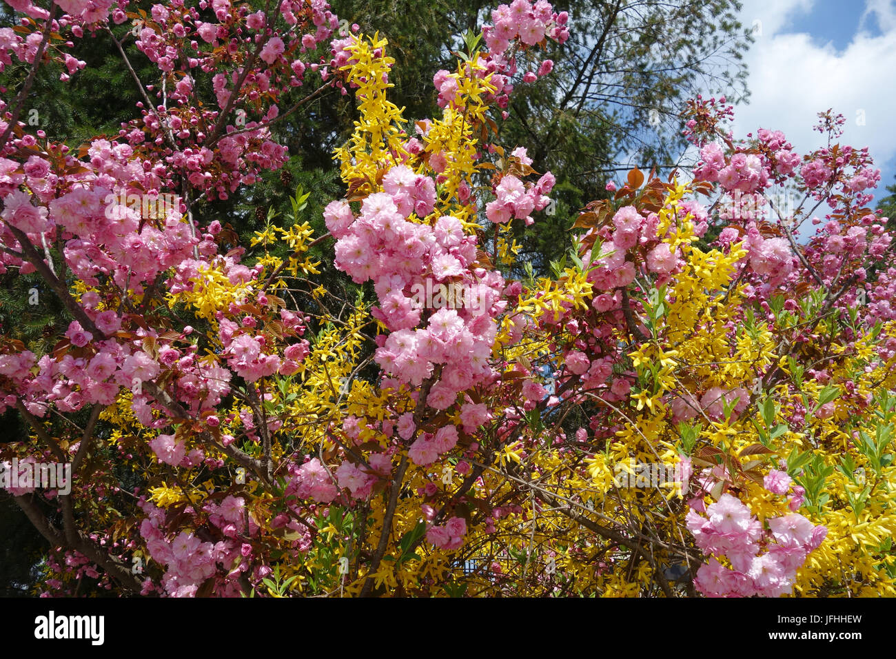 Prunus serrulata Kanzan, Flowering Cherry Stock Photo - Alamy