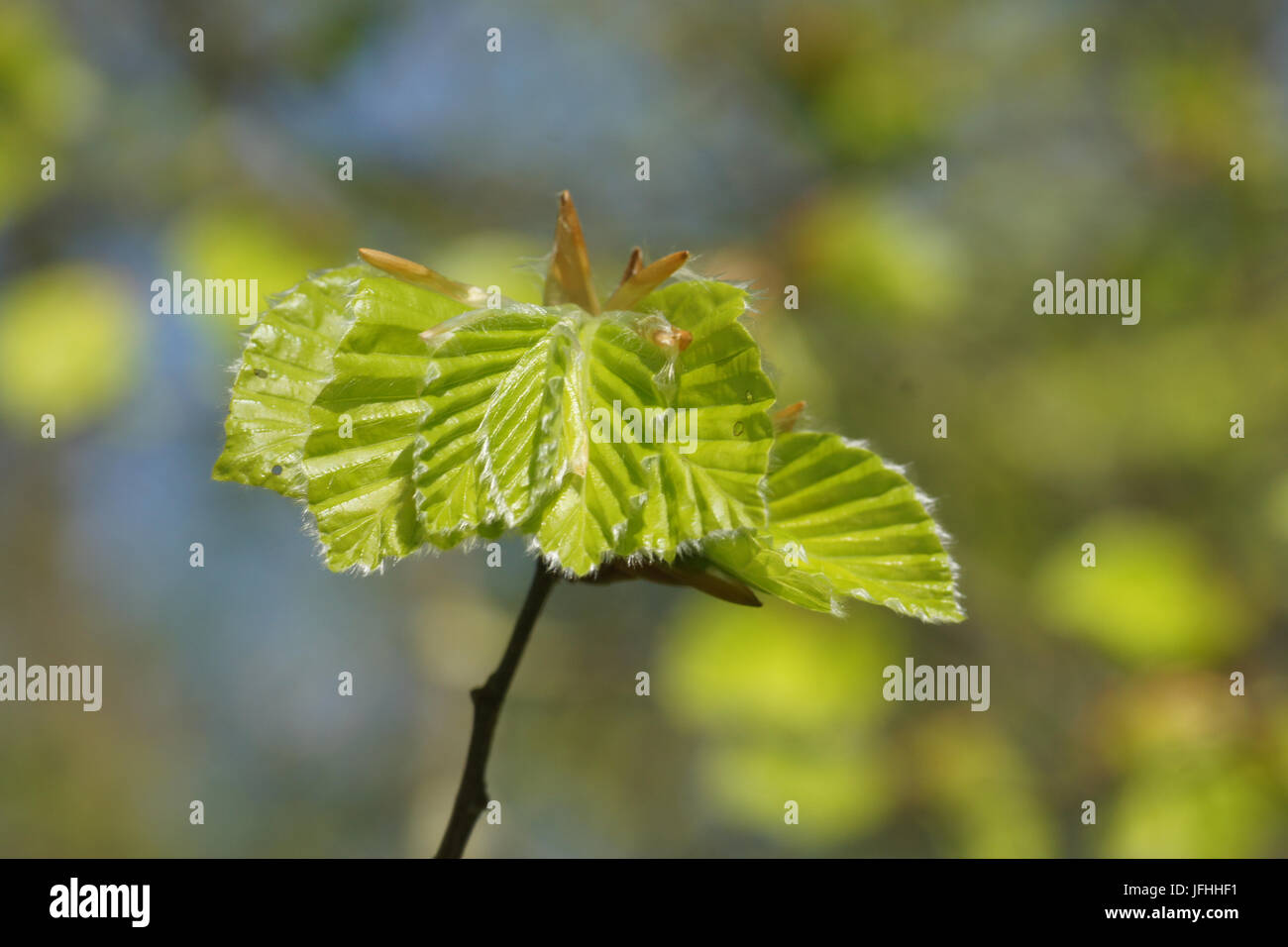 Fagus sylvatica, Beech, fresh leaves Stock Photo - Alamy