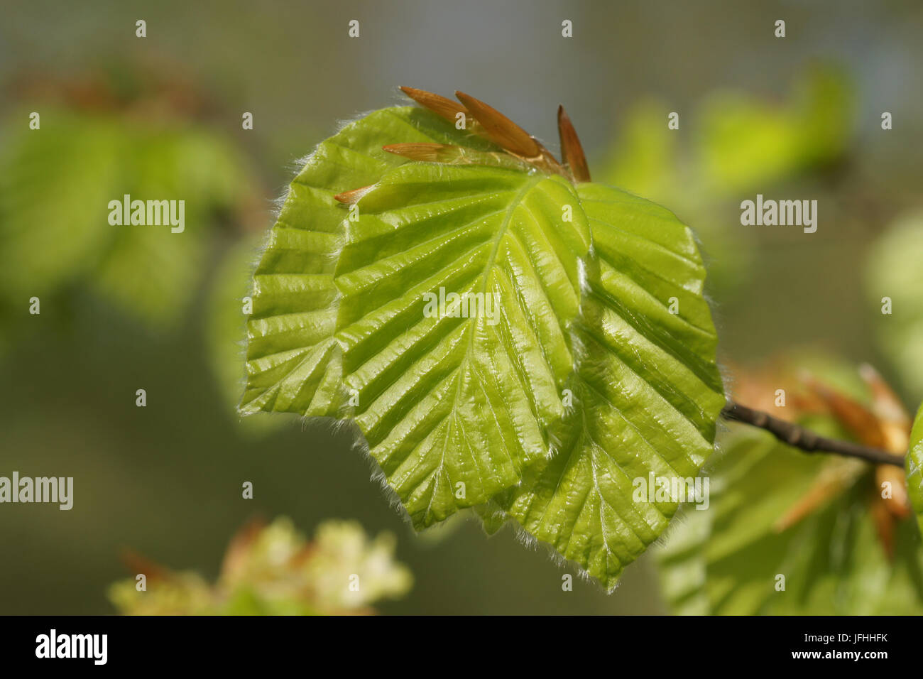 Fagus sylvatica, Beech, fresh leaves Stock Photo - Alamy