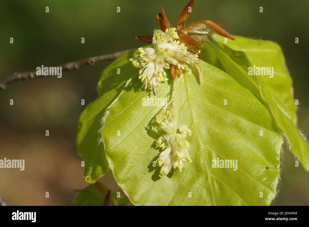Fagus sylvatica, Beech, fresh leaves, flowers Stock Photo - Alamy