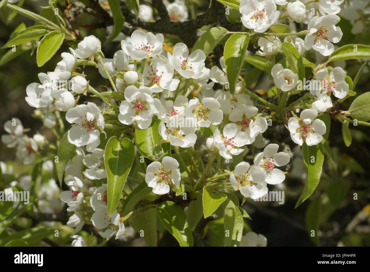 Pyrus communis, Pear Stock Photo - Alamy