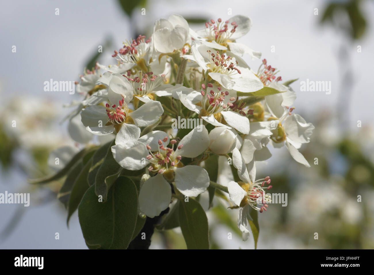 Pyrus communis, Pear Stock Photo - Alamy