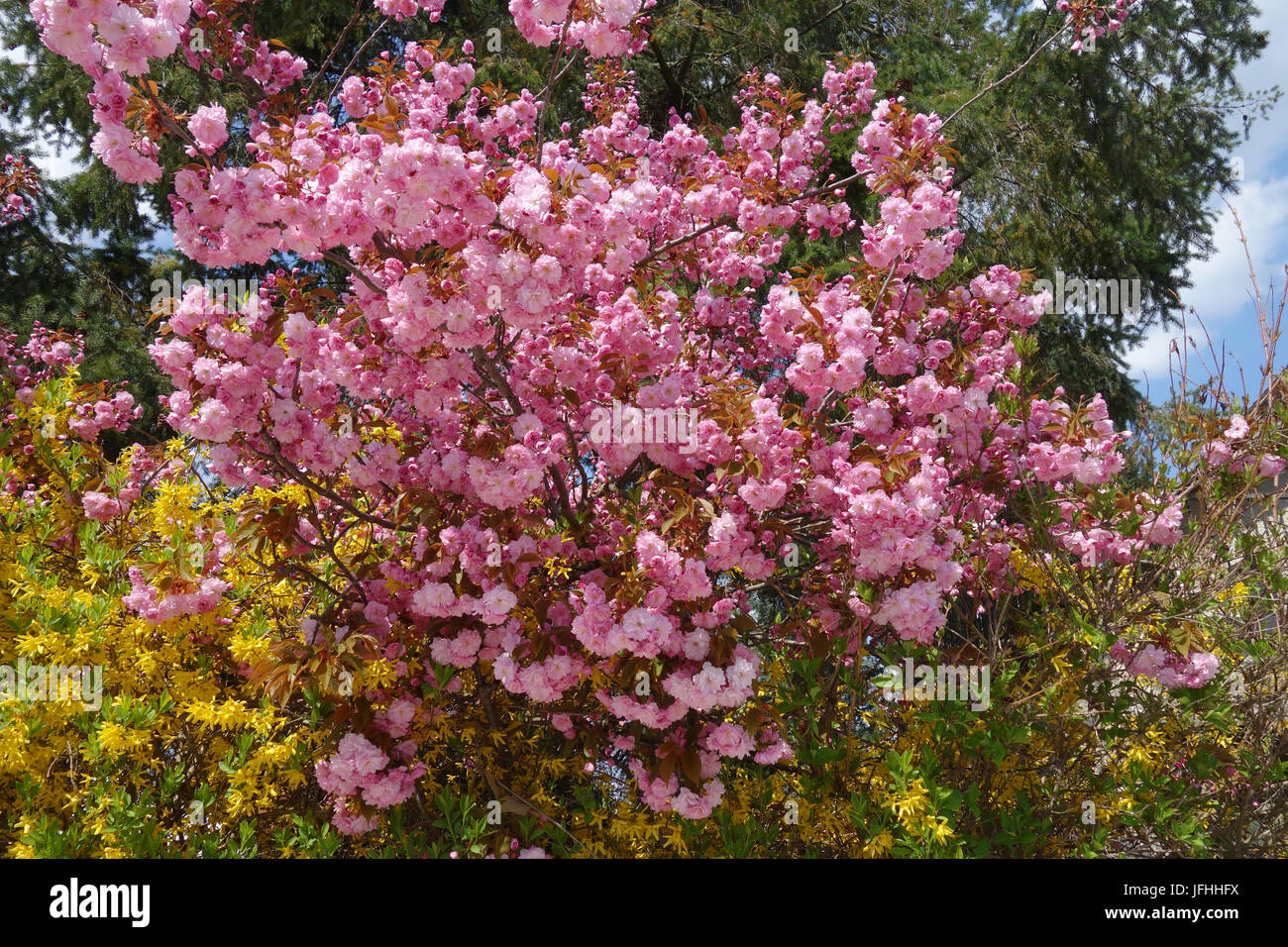 Prunus serrulata Kanzan, Flowering Cherry Stock Photo - Alamy