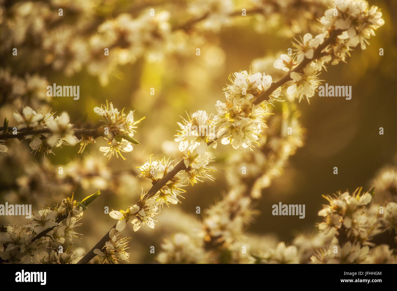 Light flowering hi-res stock photography and images - Alamy
