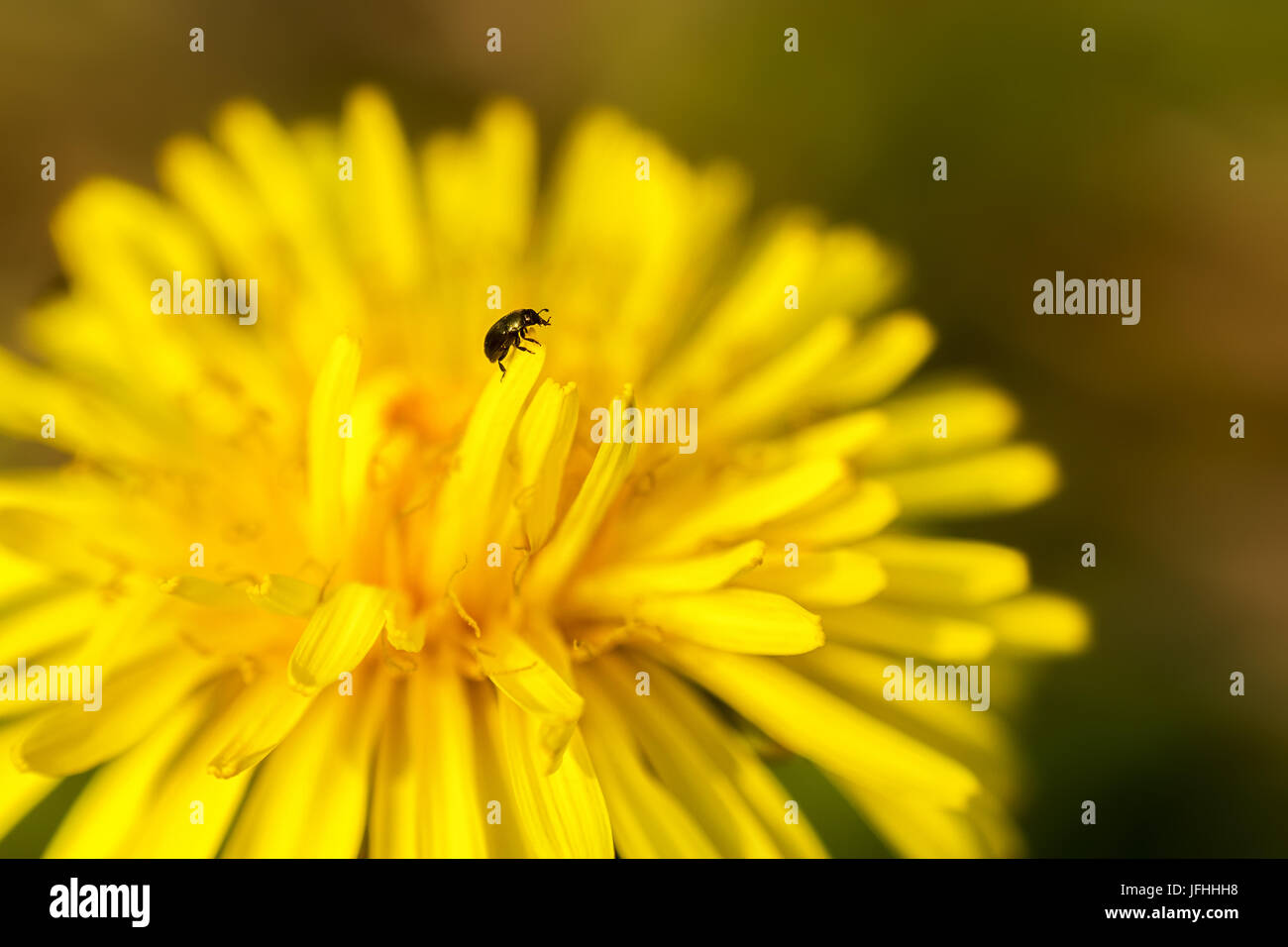 Tiny insect on dandelion Stock Photo - Alamy