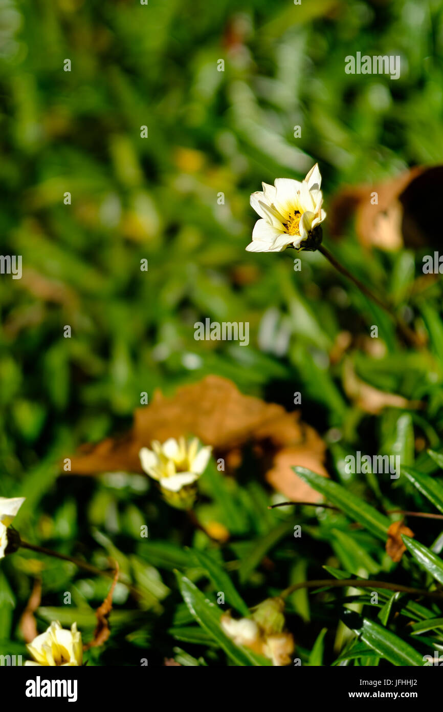 Yass nsw hi-res stock photography and images - Alamy