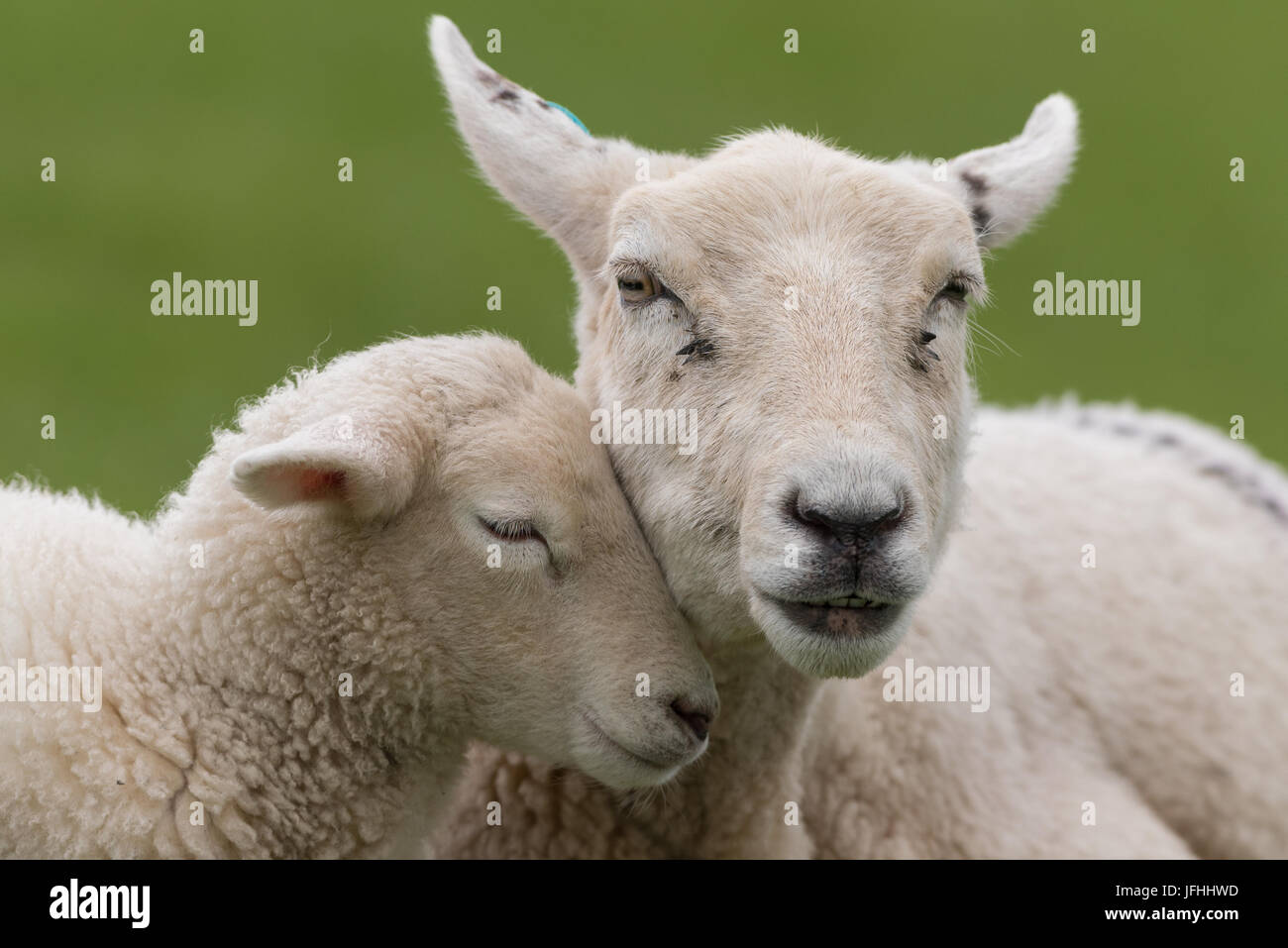 Sheep with lamb Stock Photo - Alamy