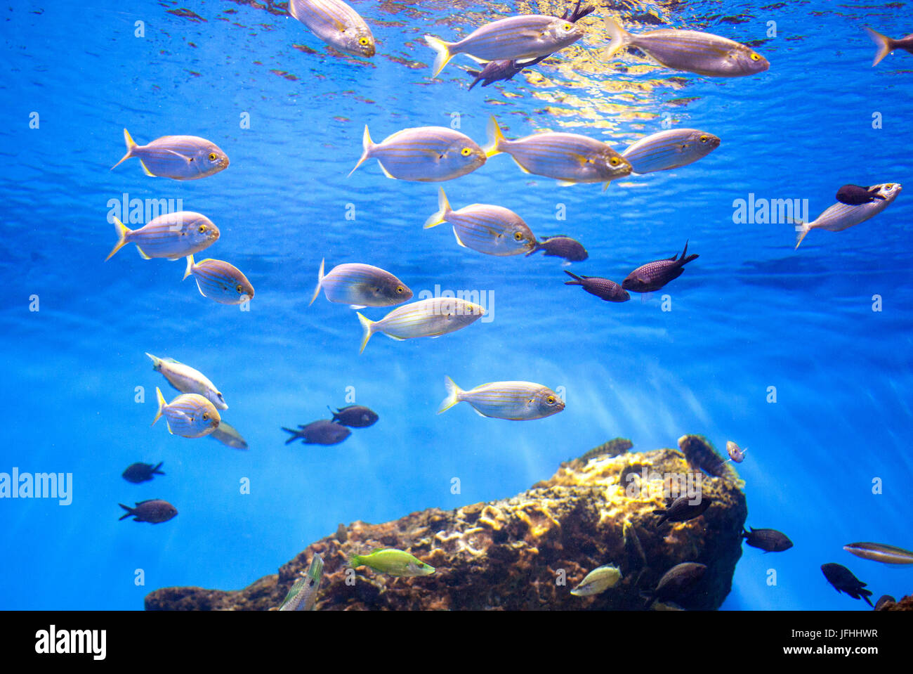 School of Tuna Fish in the Sea Stock Photo - Alamy