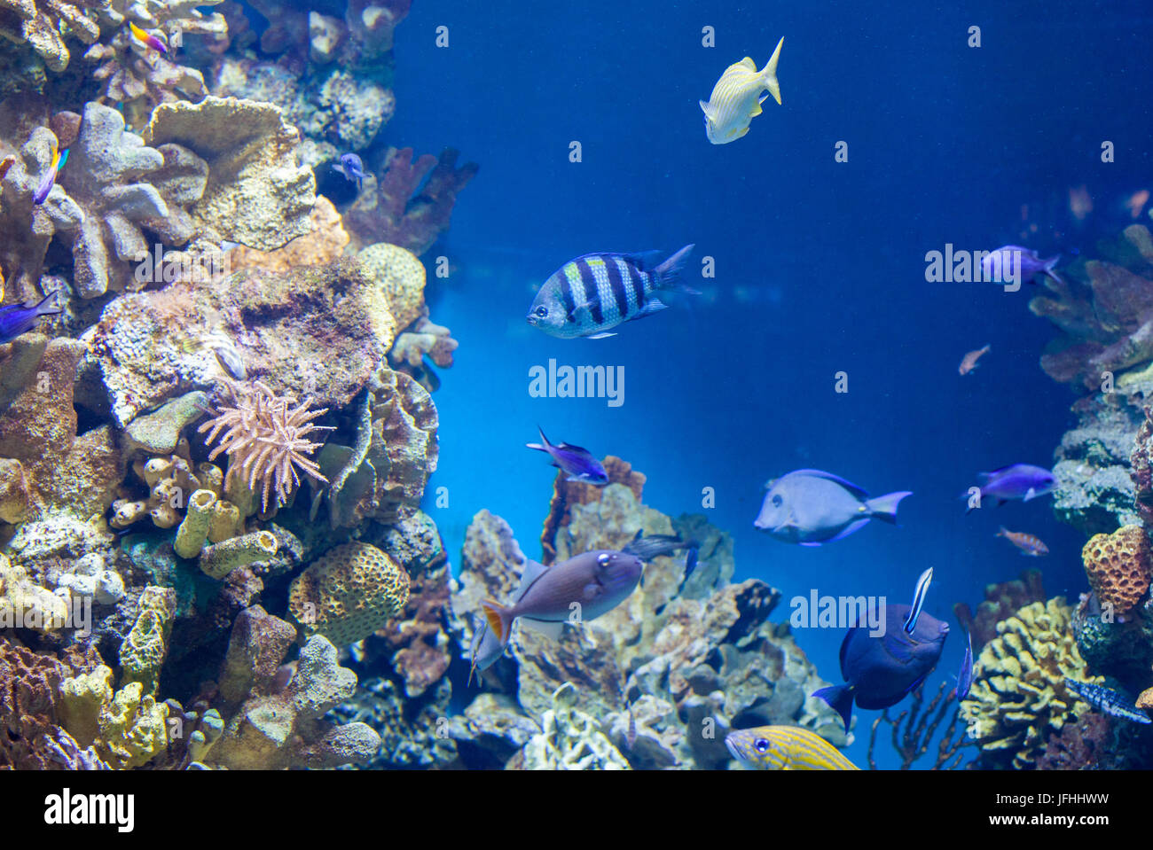 Lots of reef fish hi-res stock photography and images - Alamy