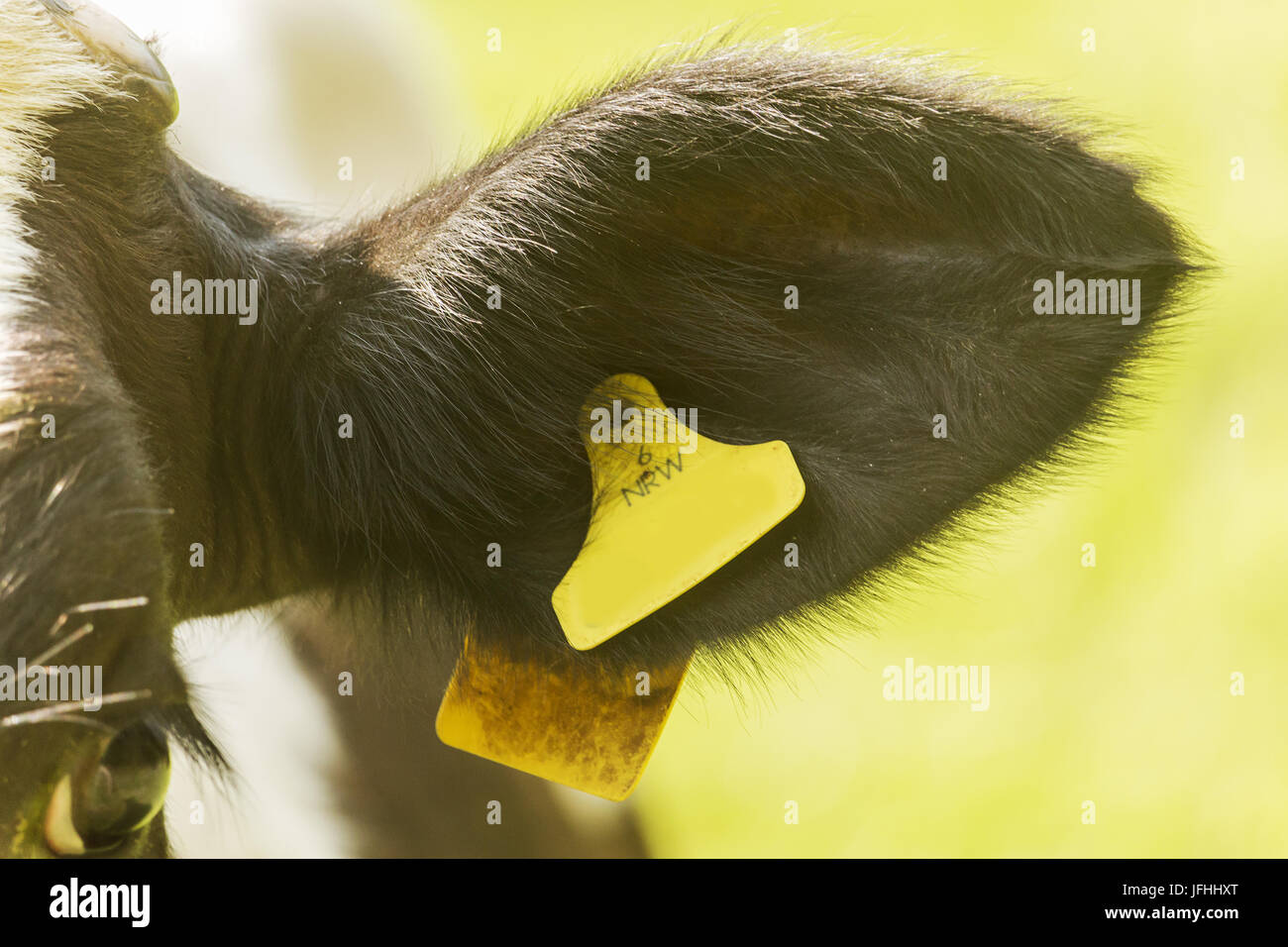 Ear mark hi-res stock photography and images - Alamy