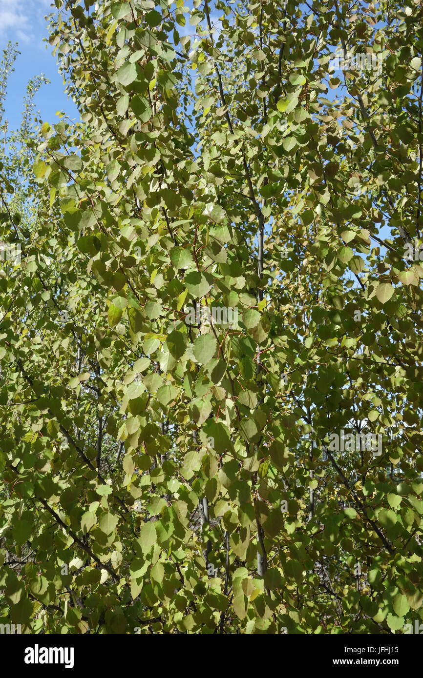 Populus tremula hi-res stock photography and images - Alamy