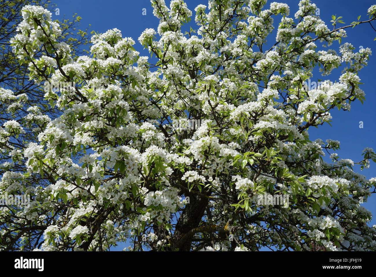 Communis pear hi-res stock photography and images - Alamy