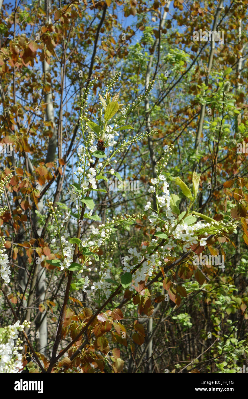 Prunus padus, Bird Cherry Stock Photo - Alamy
