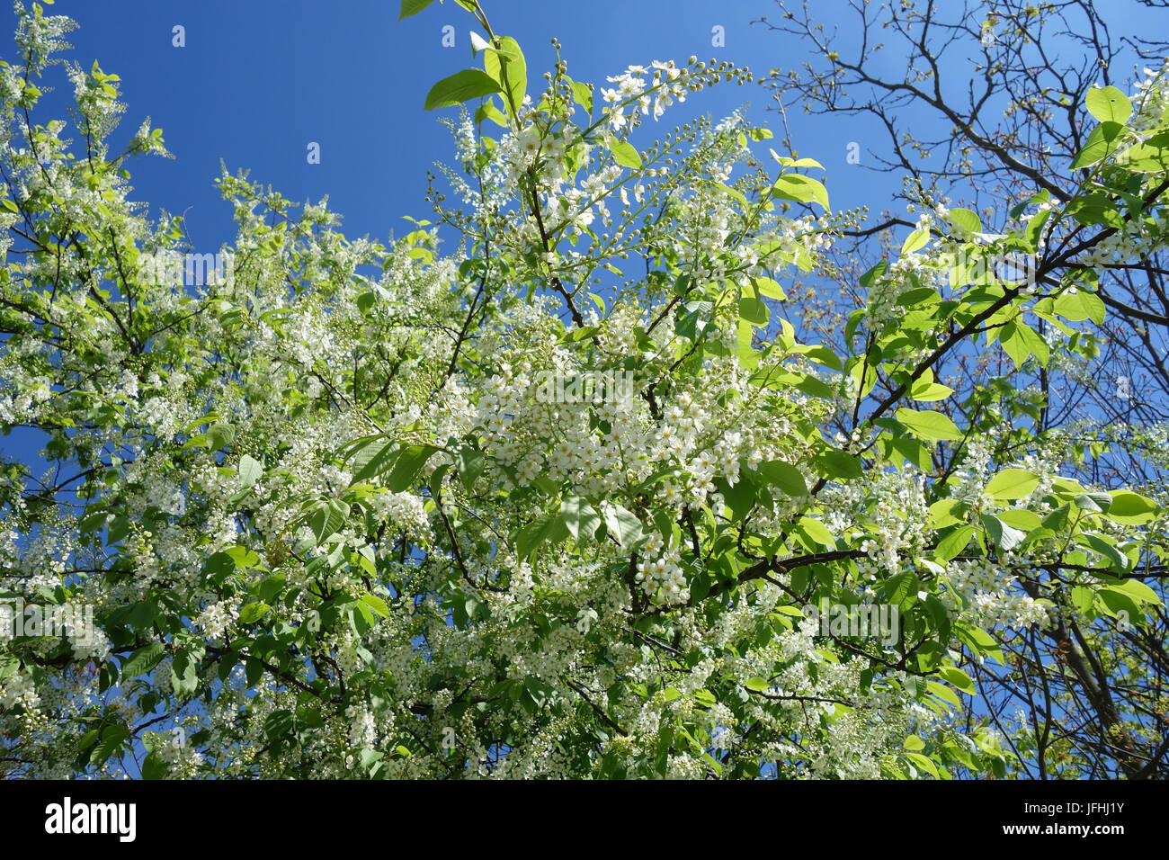 Prunus padus, Bird Cherry Stock Photo - Alamy