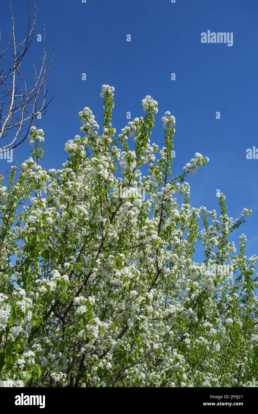 Prunus mahaleb, Mahaleb Cherry Stock Photo - Alamy