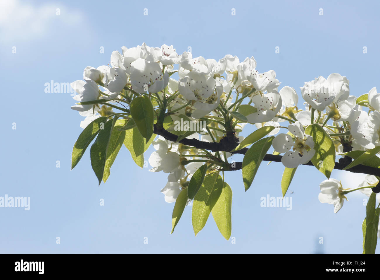 Pyrus communis, Pear Stock Photo - Alamy
