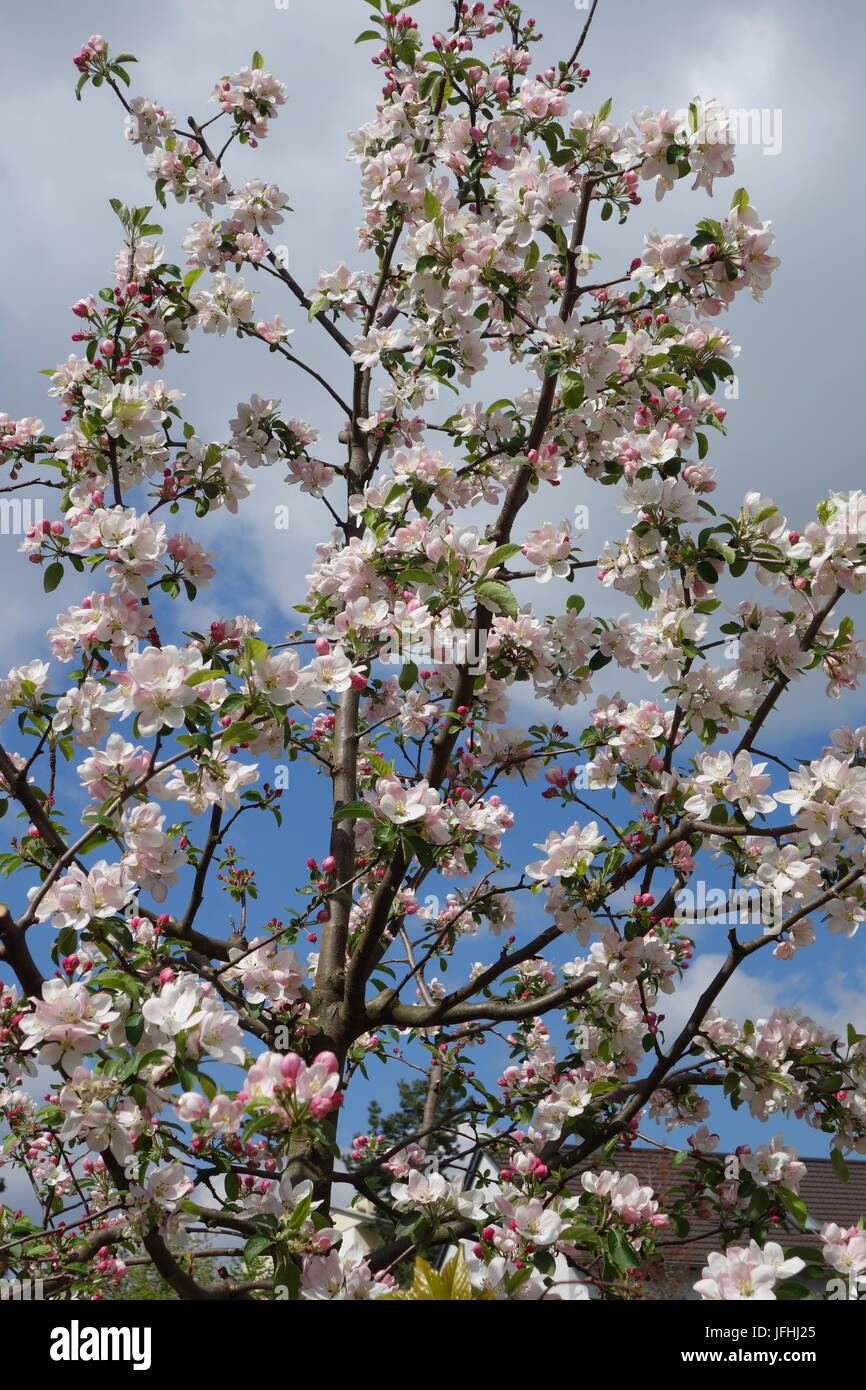 Malus domestica, Apple Stock Photo - Alamy
