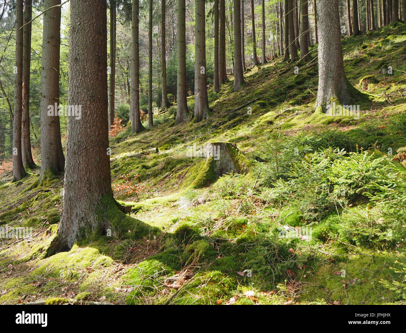 Tree trunks in a forest Stock Photo - Alamy