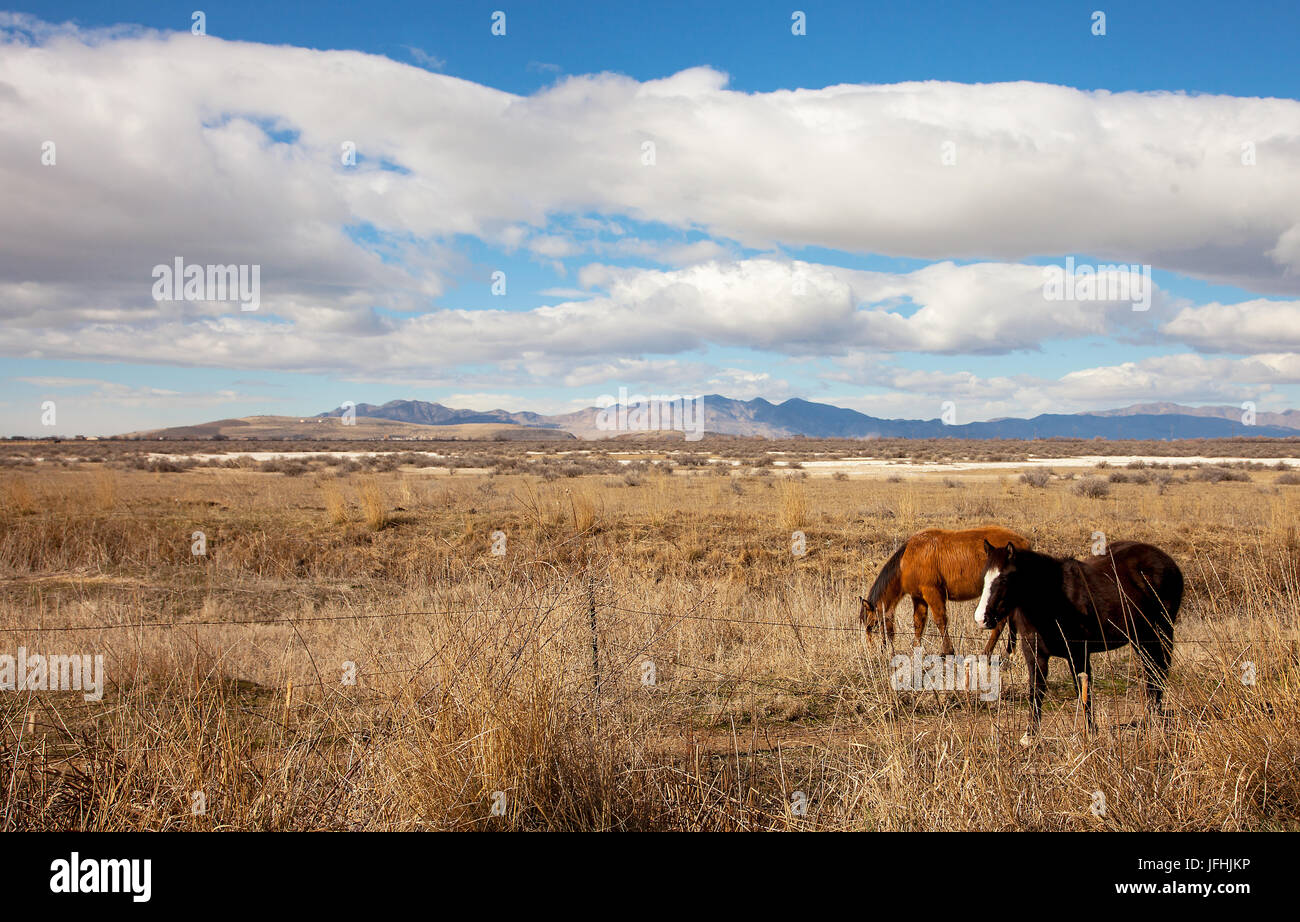 Landscape at the salt lake in Salt Lake City Utah Stock Photo - Alamy