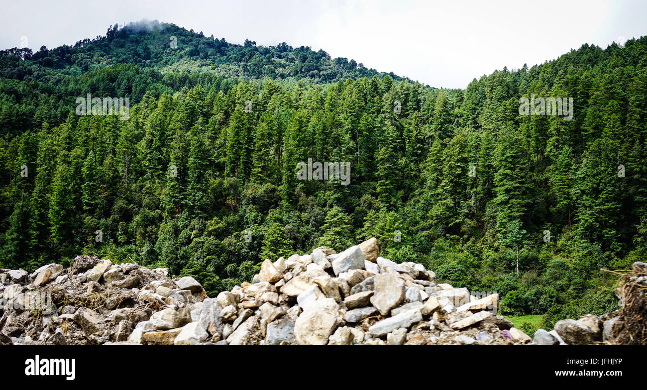 Mountain scenery with pine tree forest in Bhutan. Bhutan is a small ...