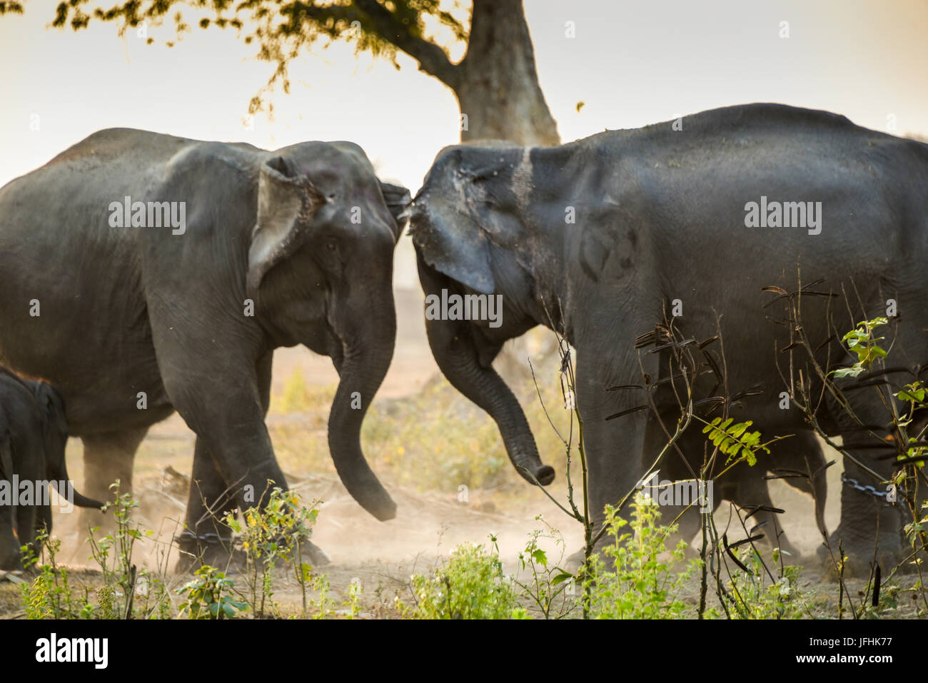 Baby elephant water hi-res stock photography and images - Alamy