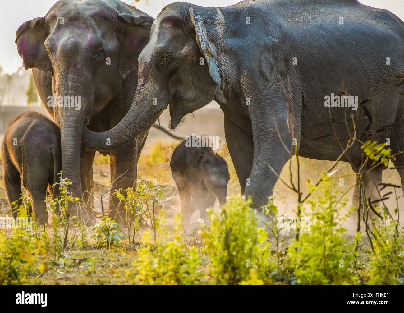 Baby elephant eating grass hi-res stock photography and images - Alamy