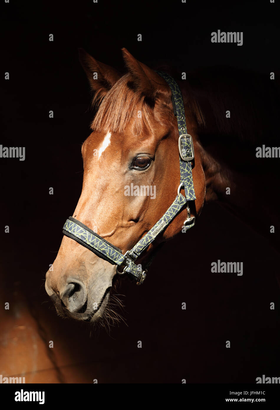 Bay Trakehner Horse with halter in dark background Stock Photo - Alamy