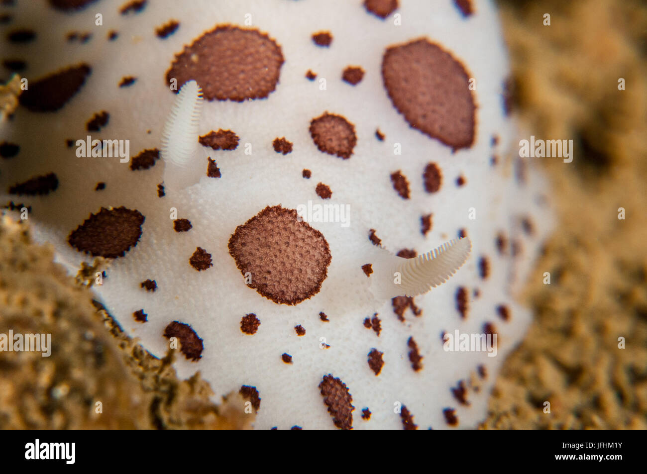 The dotted sea slug hi-res stock photography and images - Alamy