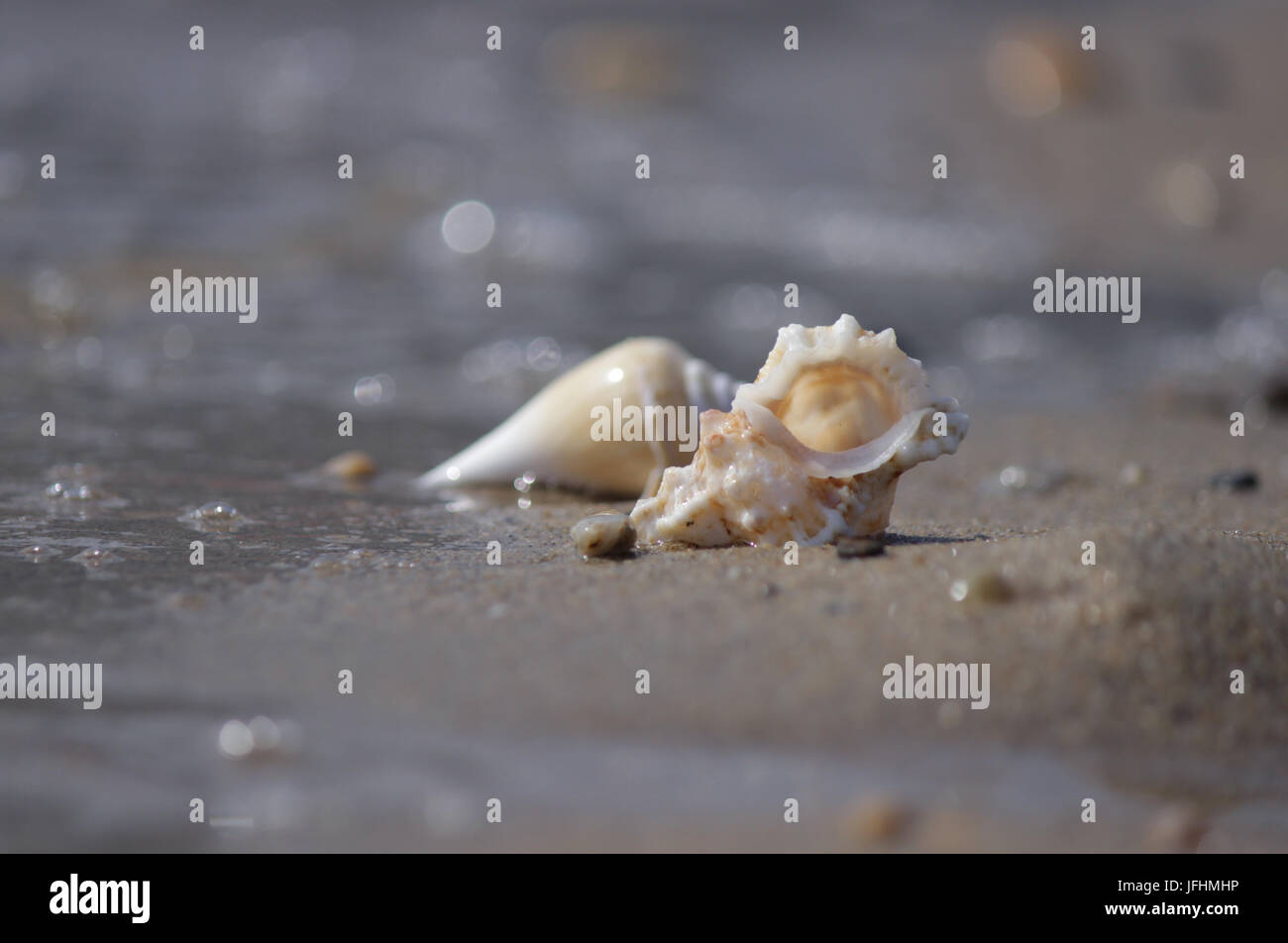 Seashell on the beach Stock Photo - Alamy