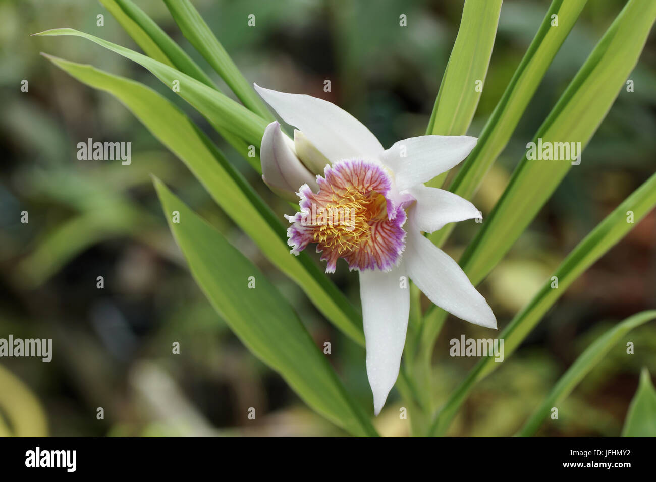 Thunia hi-res stock photography and images - Alamy