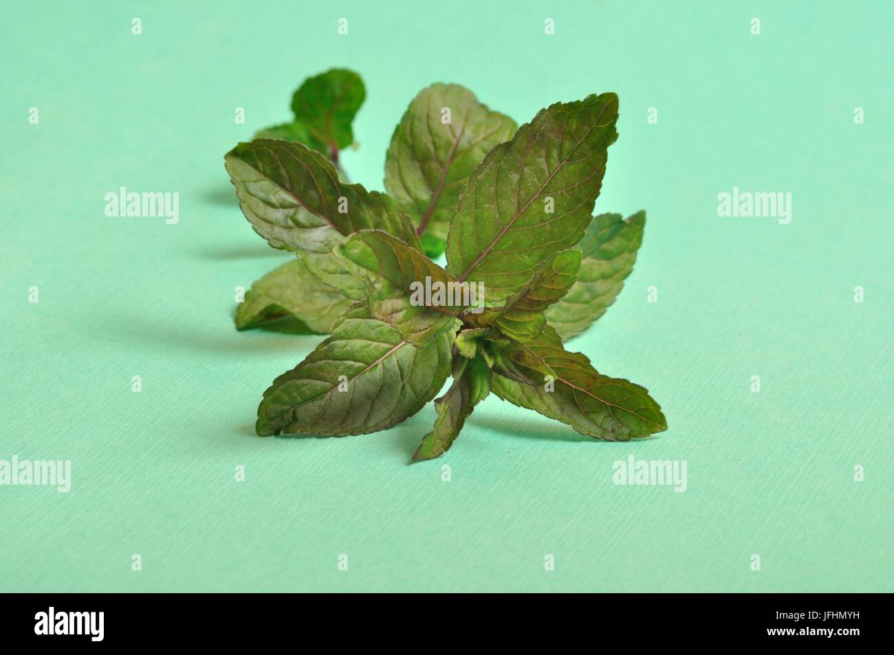 Pepper mint leaves Stock Photo - Alamy