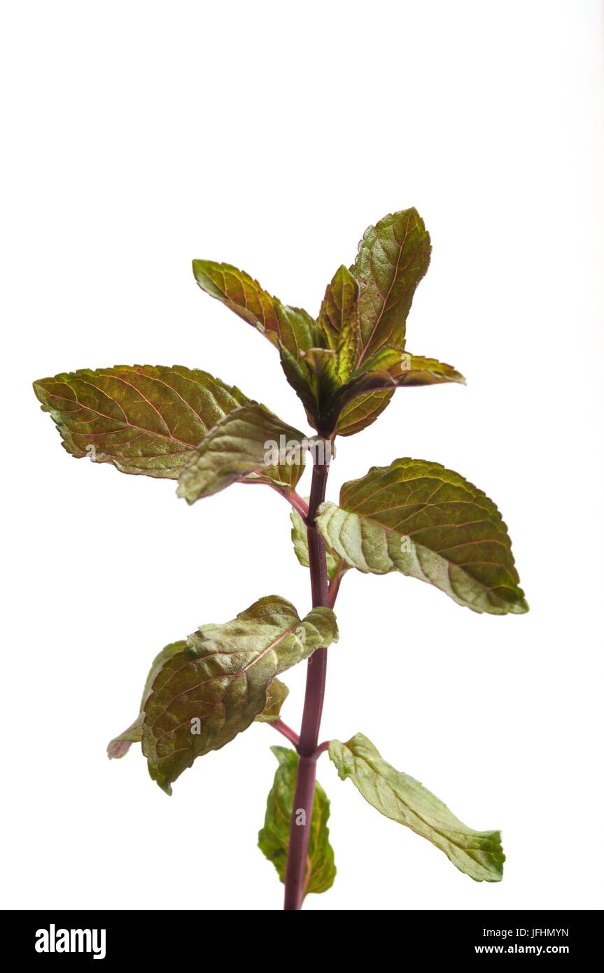 Pepper mint leaves Stock Photo - Alamy