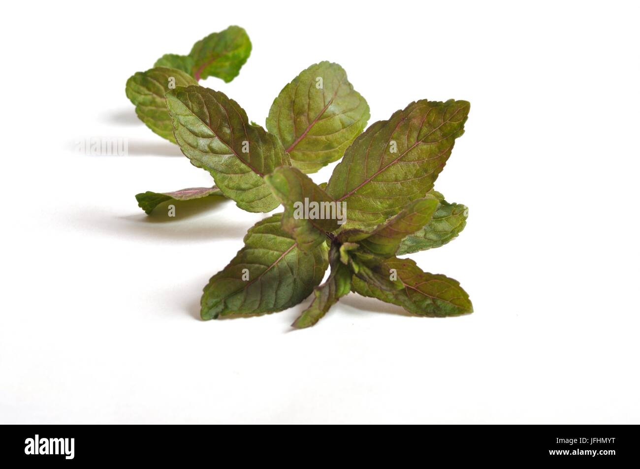 Pepper mint leaves Stock Photo - Alamy