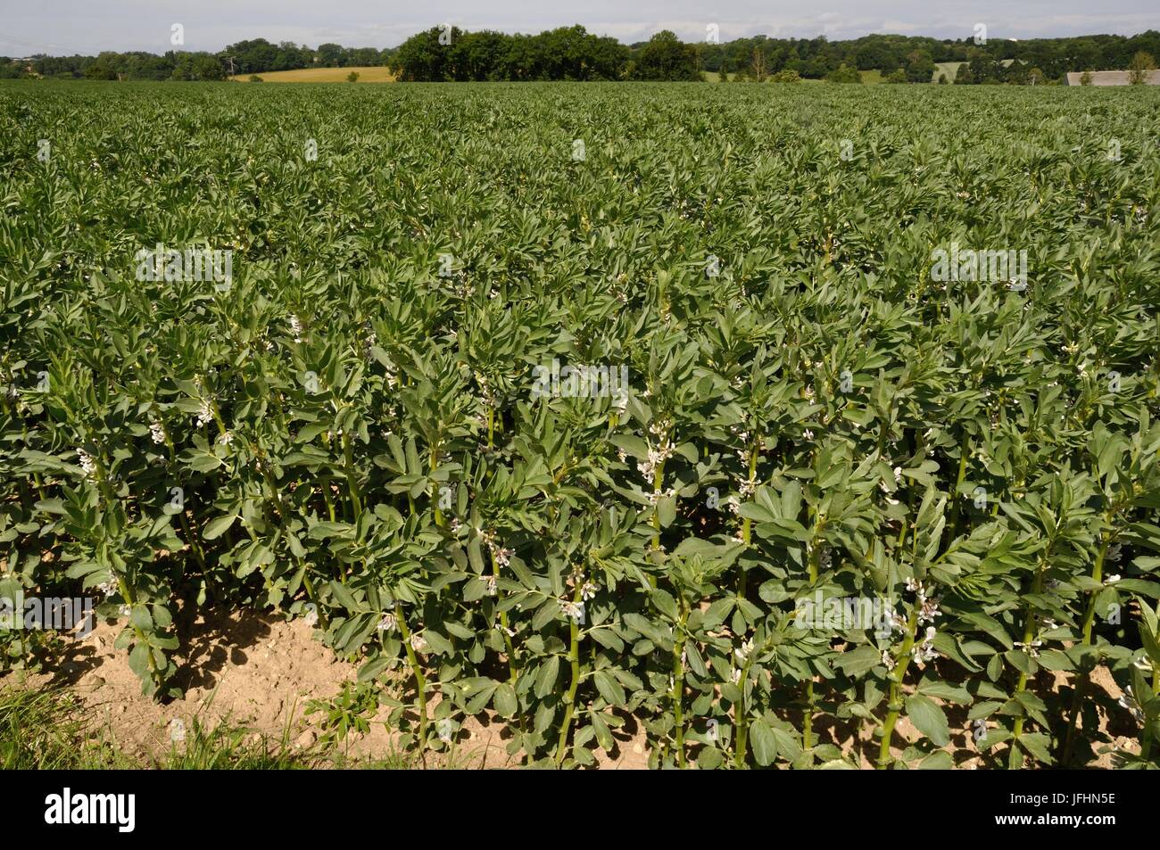 Broad bean plantin field Stock Photo - Alamy