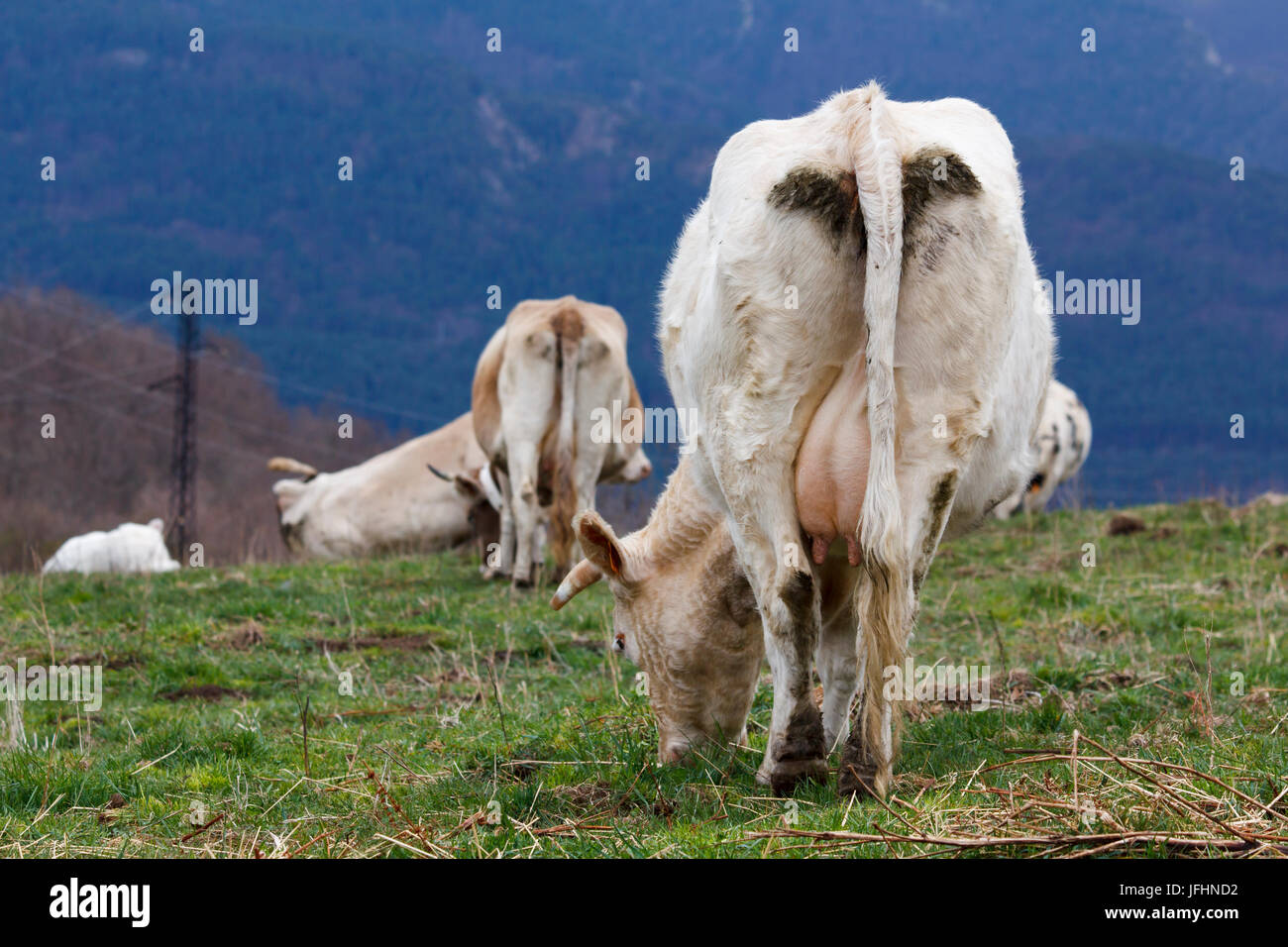 Cow bottom hi-res stock photography and images - Alamy