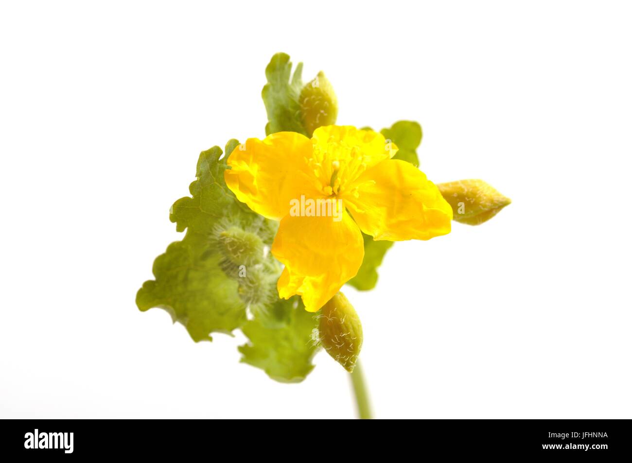 Celandine plants Cut Out Stock Images & Pictures - Alamy