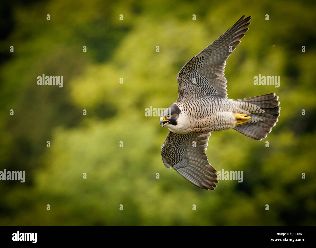 Peregrine Falcon Fly-By Stock Photo - Alamy