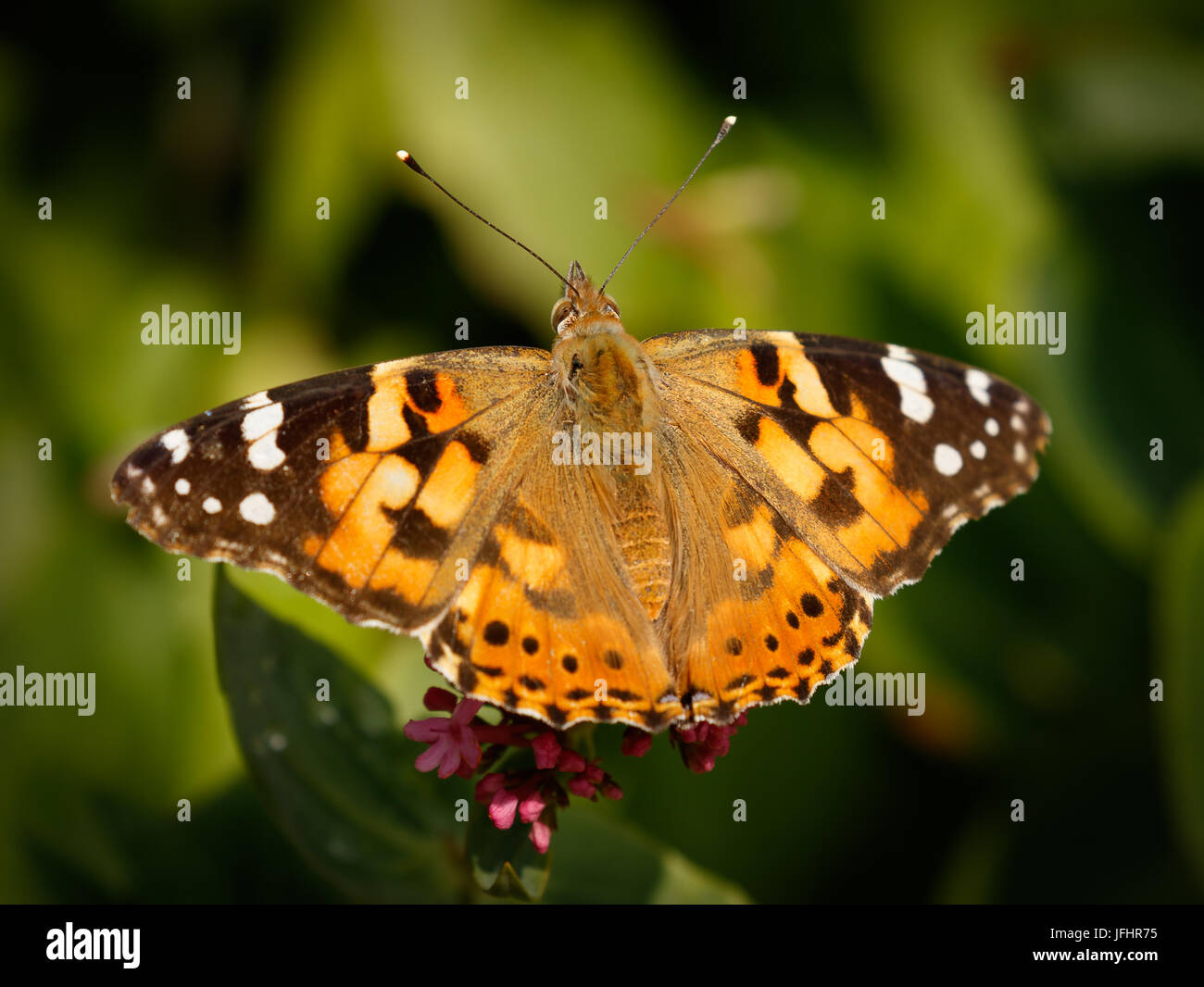 Painted Lady Butterly Stock Photo - Alamy