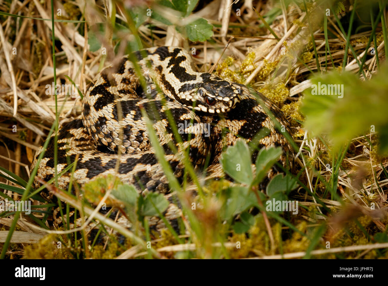 Basking Adder in the Forest of Dean Stock Photo - Alamy