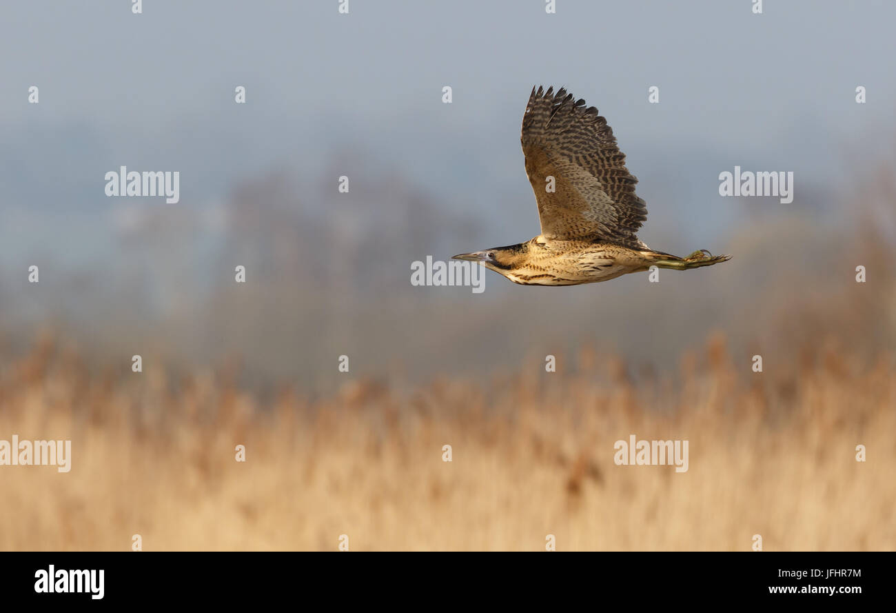 Flying Bittern RSPB Hamwall Stock Photo - Alamy